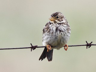 Corn Bunting - eBird