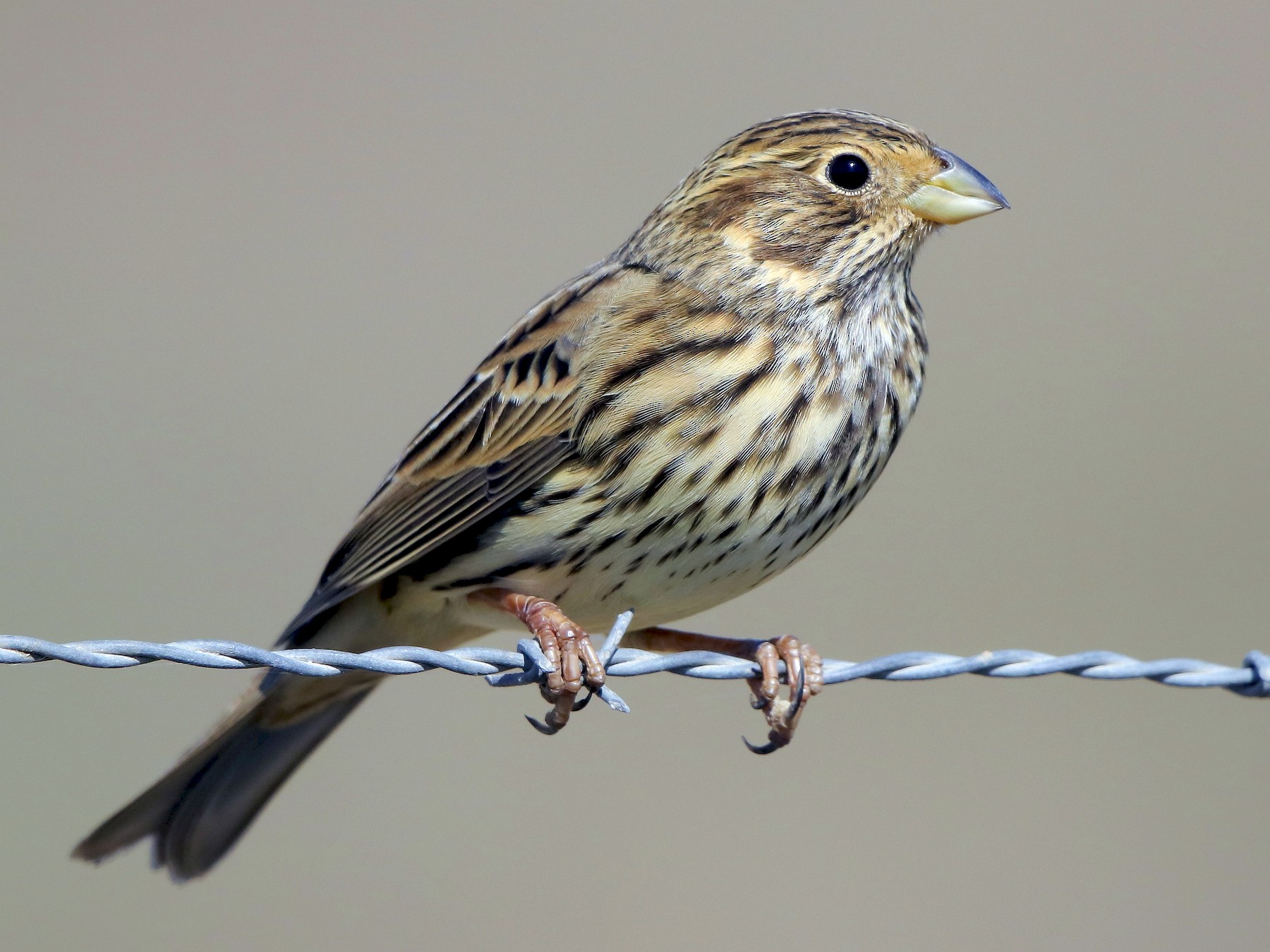 Corn Bunting - eBird
