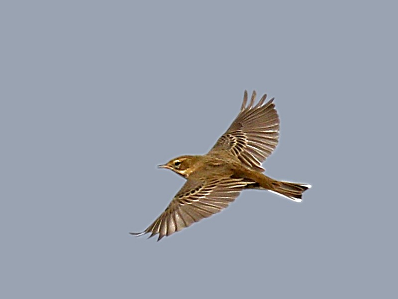American Pipit In Flight