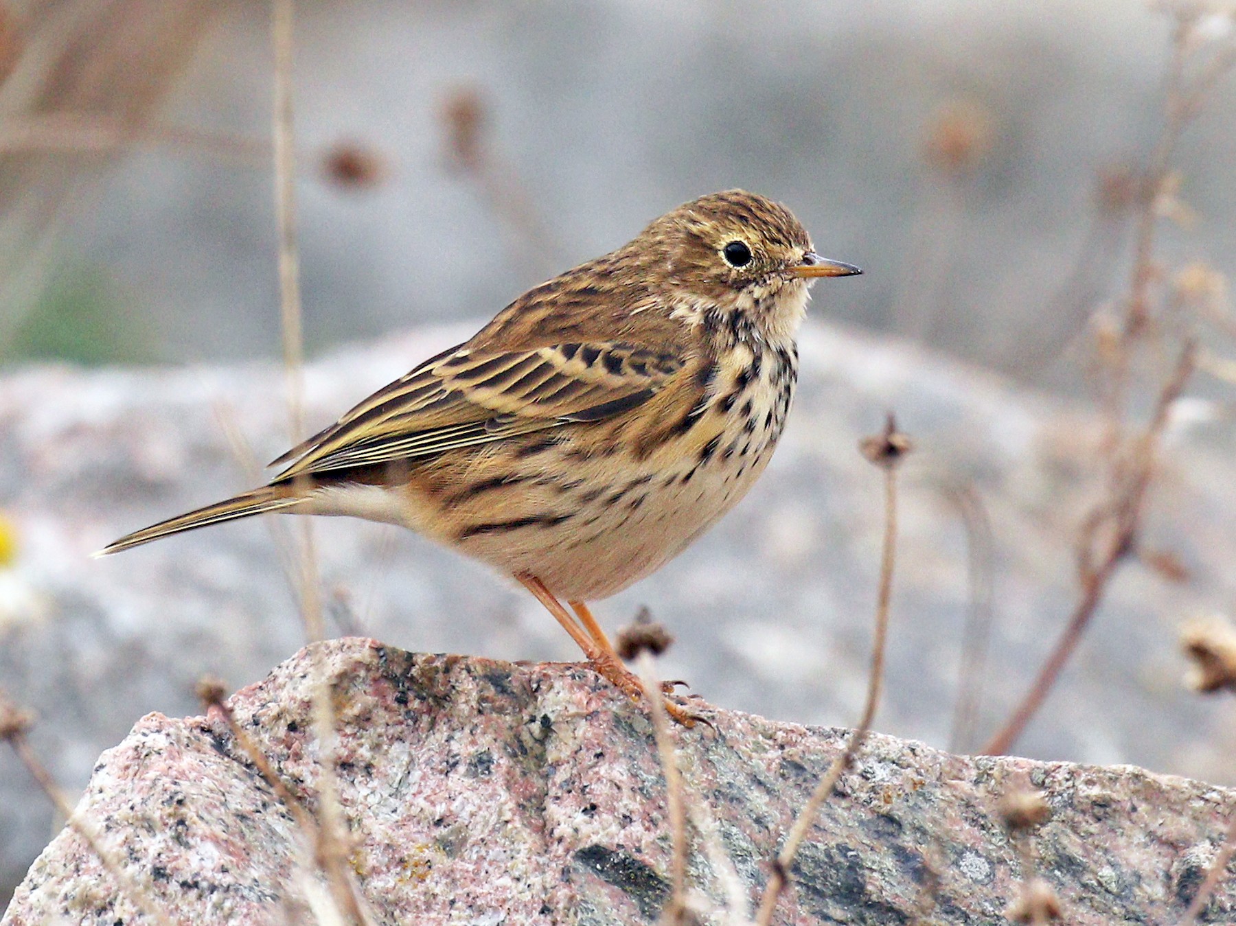 Meadow Pipit - eBird