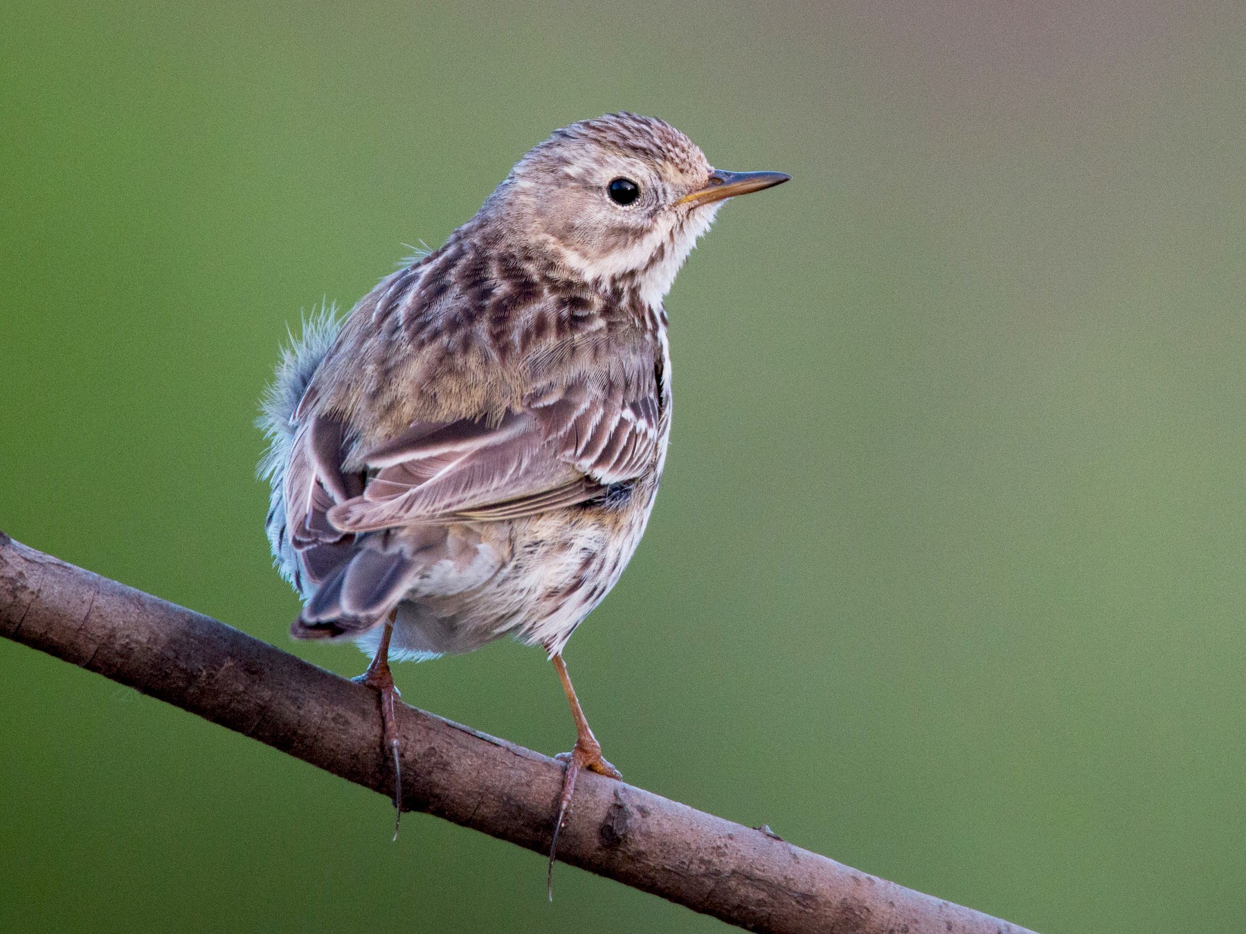 Meadow Pipit - eBird