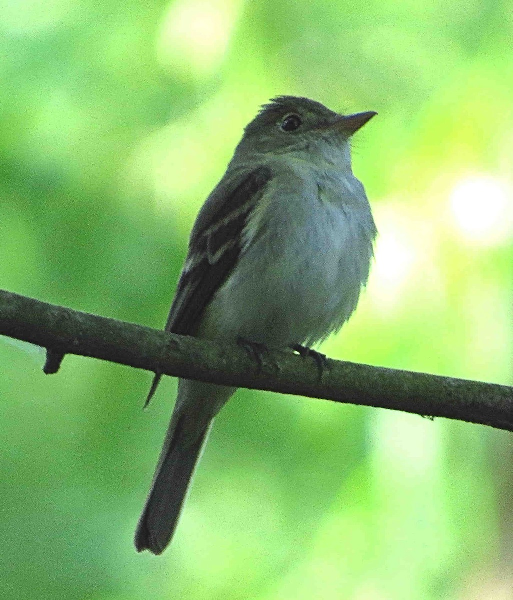 ML458505351 - Acadian Flycatcher - Macaulay Library