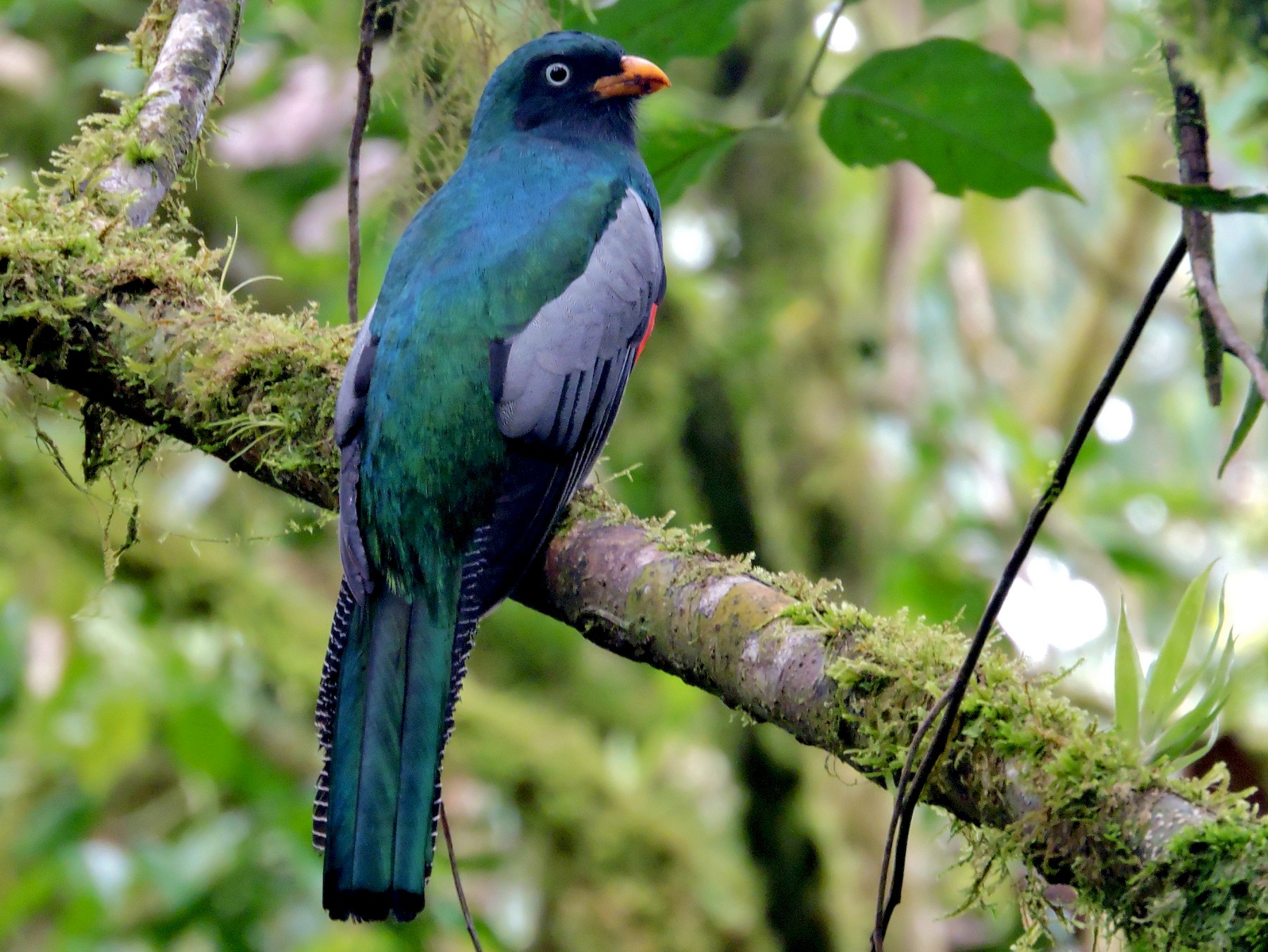 Lattice-tailed Trogon - eBird