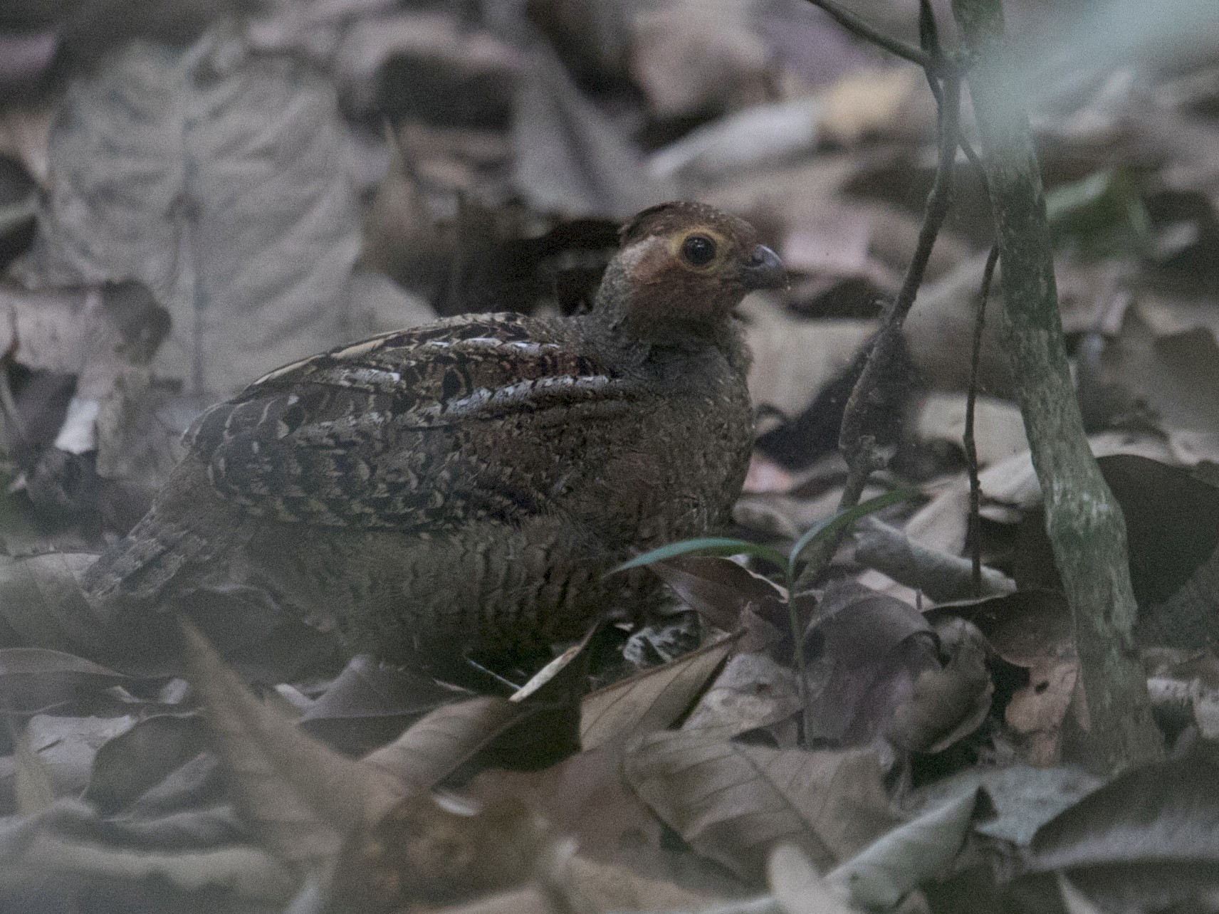 Marbled Wood-Quail - eBird