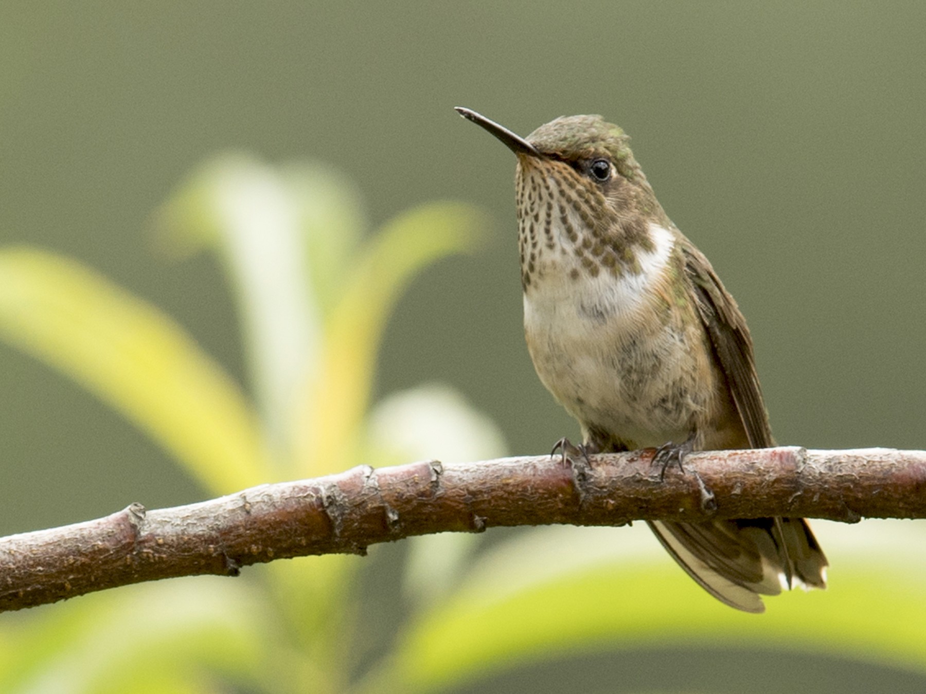 Volcano Hummingbird - eBird