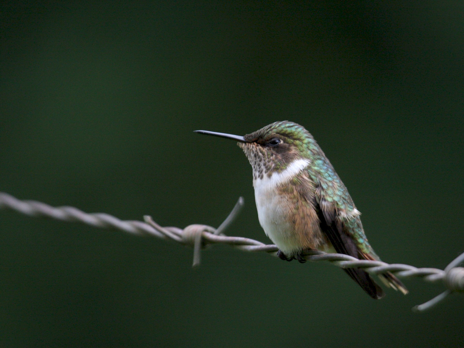 Volcano Hummingbird - eBird
