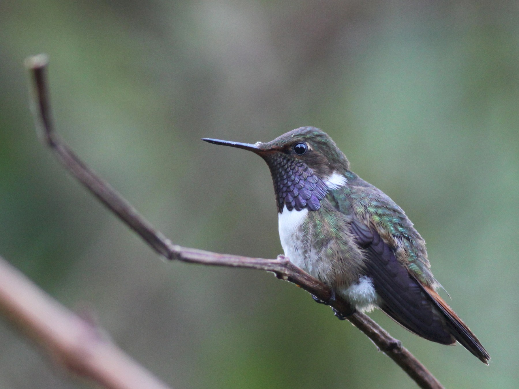 Volcano Hummingbird - eBird