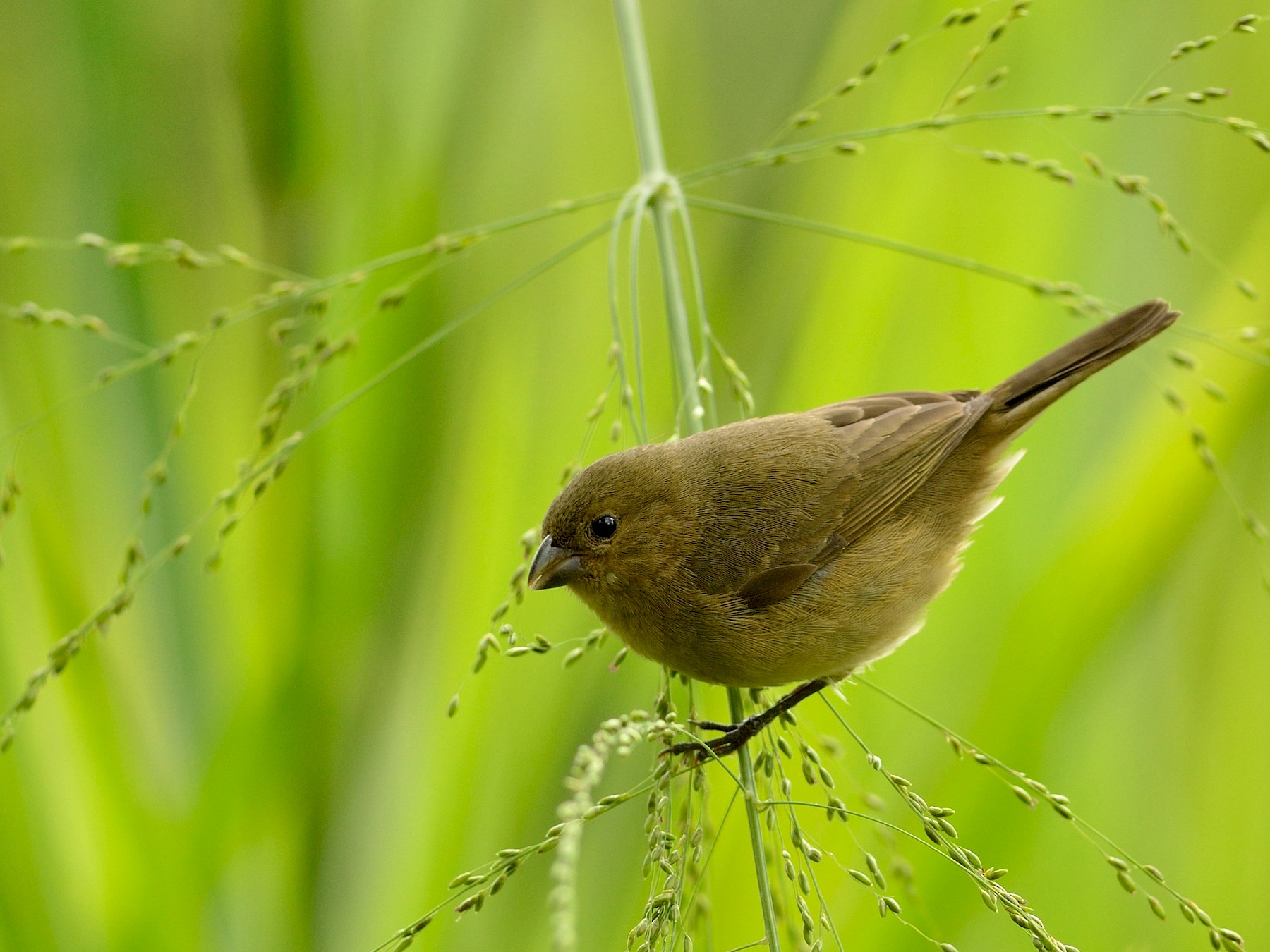 Yellow-bellied Seedeater - eBird