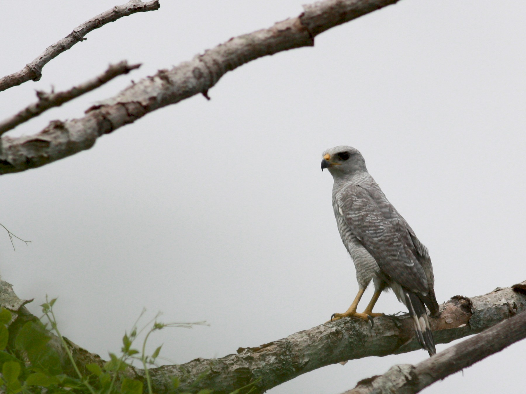 Gray-lined Hawk - eBird