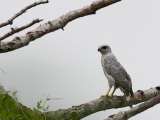 Gray-lined Hawk - eBird