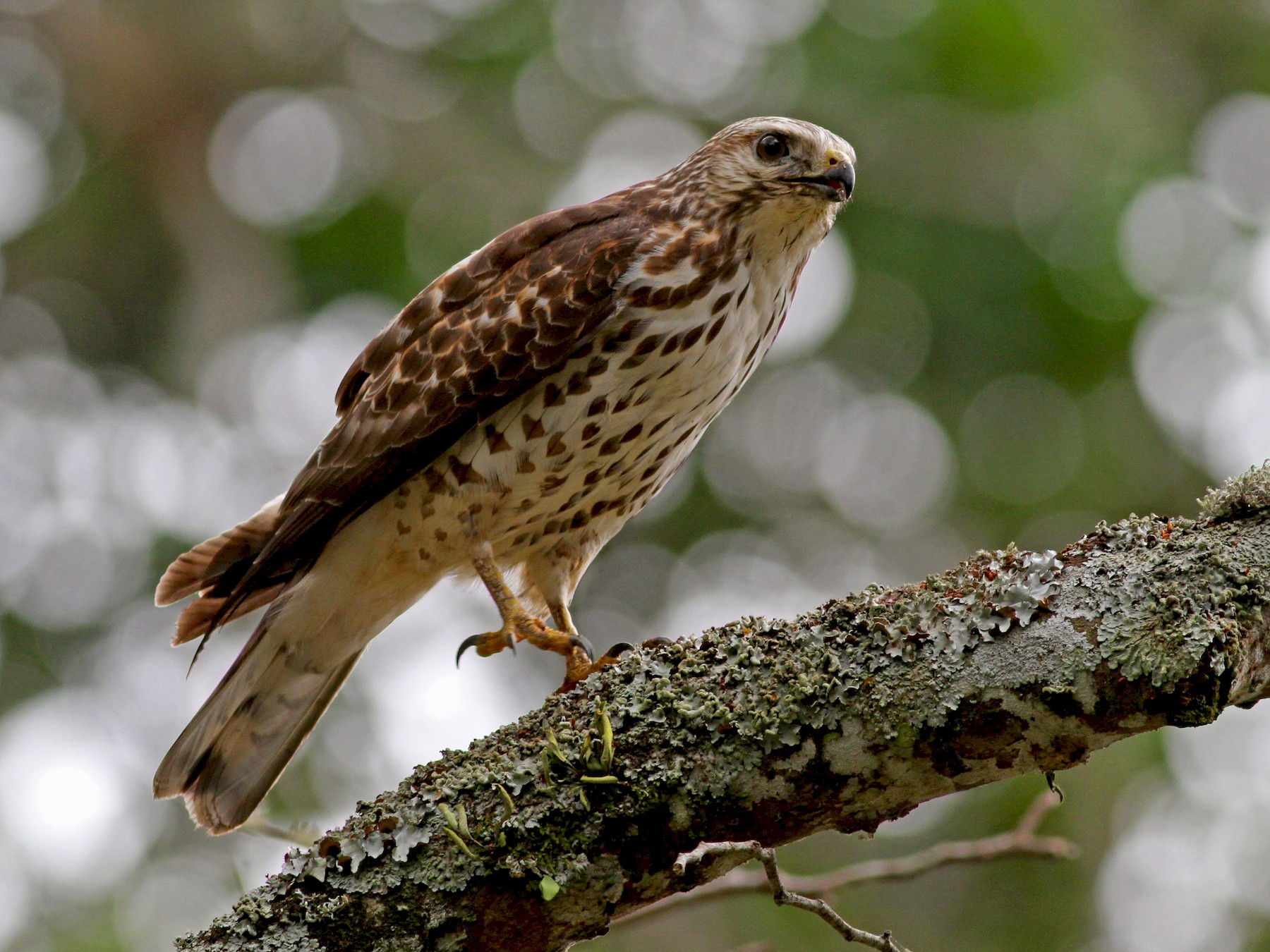Gray-lined Hawk - eBird
