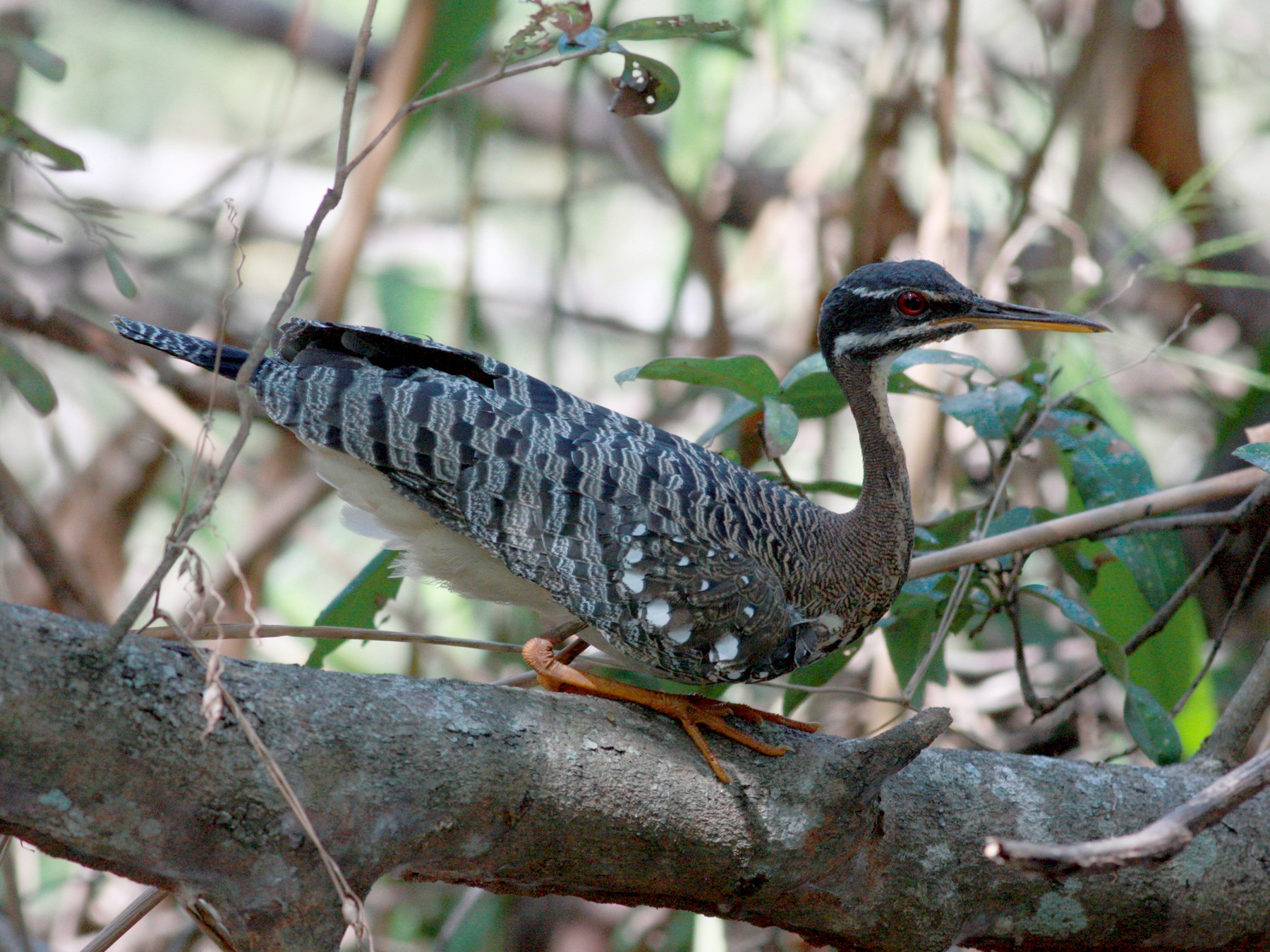 Sunbittern - eBird