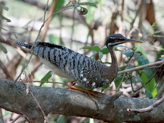 Sunbittern - eBird