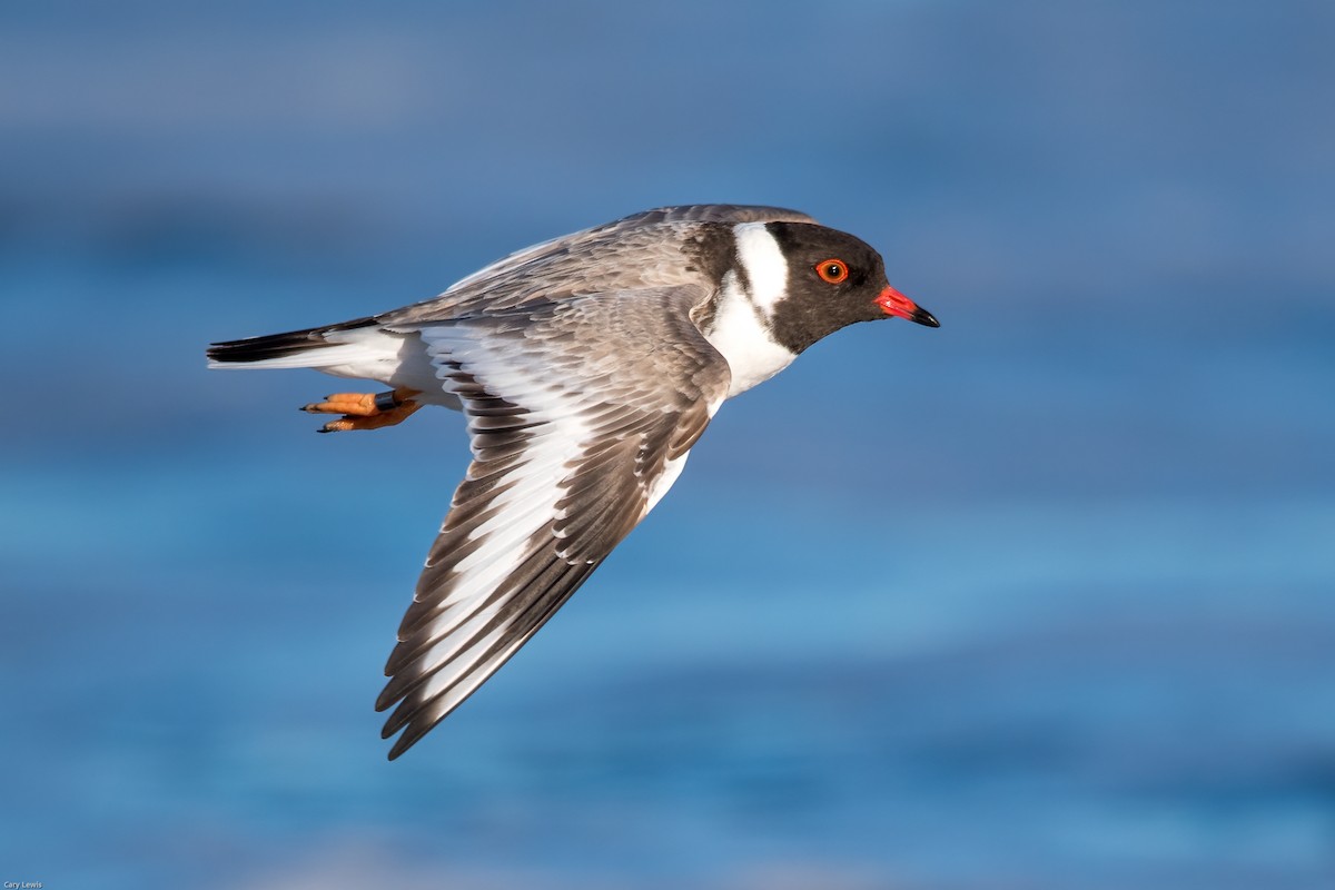 eBird Checklist - 11 Jun 2022 - Racecourse Beach, Ulladulla - 10 species