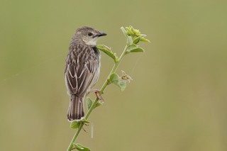 Croaking Cisticola - Cisticola natalensis - Birds of the World