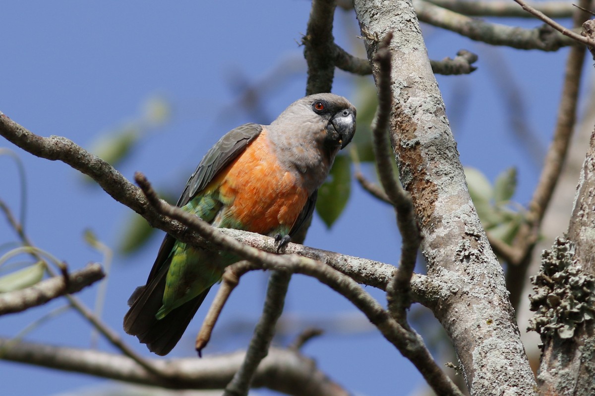 Red-bellied Parrot - Poicephalus rufiventris - Birds of the World