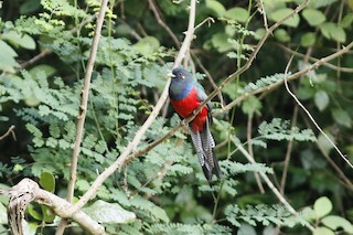 Bar-tailed Trogon - Apaloderma vittatum - Birds of the World