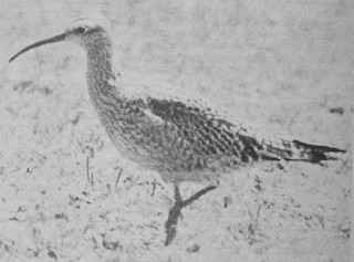 Eskimo Curlew - Numenius borealis - Birds of the World