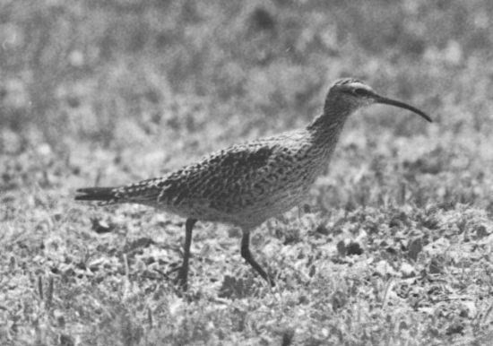 Eskimo Curlew - Numenius borealis - Birds of the World