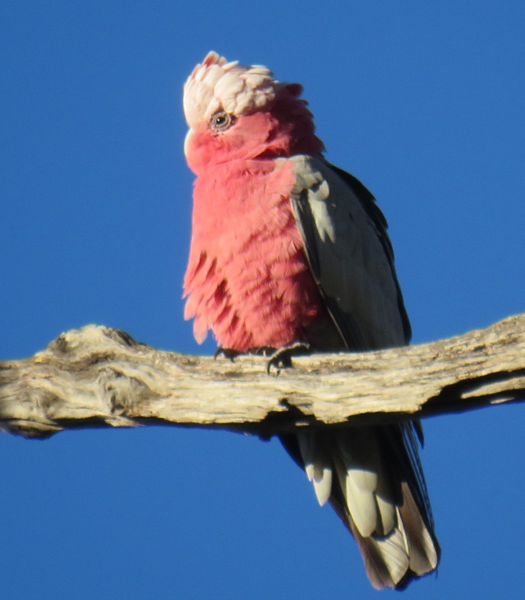eBird Checklist - 10 Jun 2022 - Boothtown Reserve and Hyland Rd Park ...