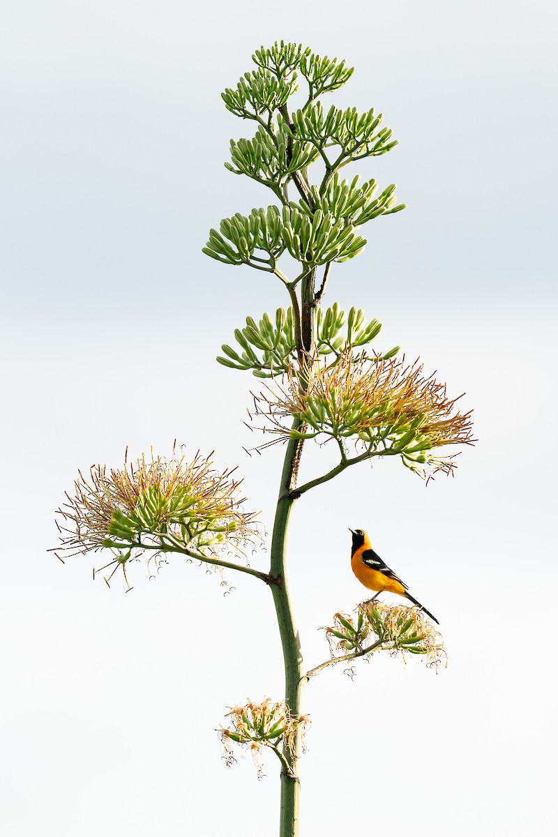 Hooded Oriole (igneus) - eBird