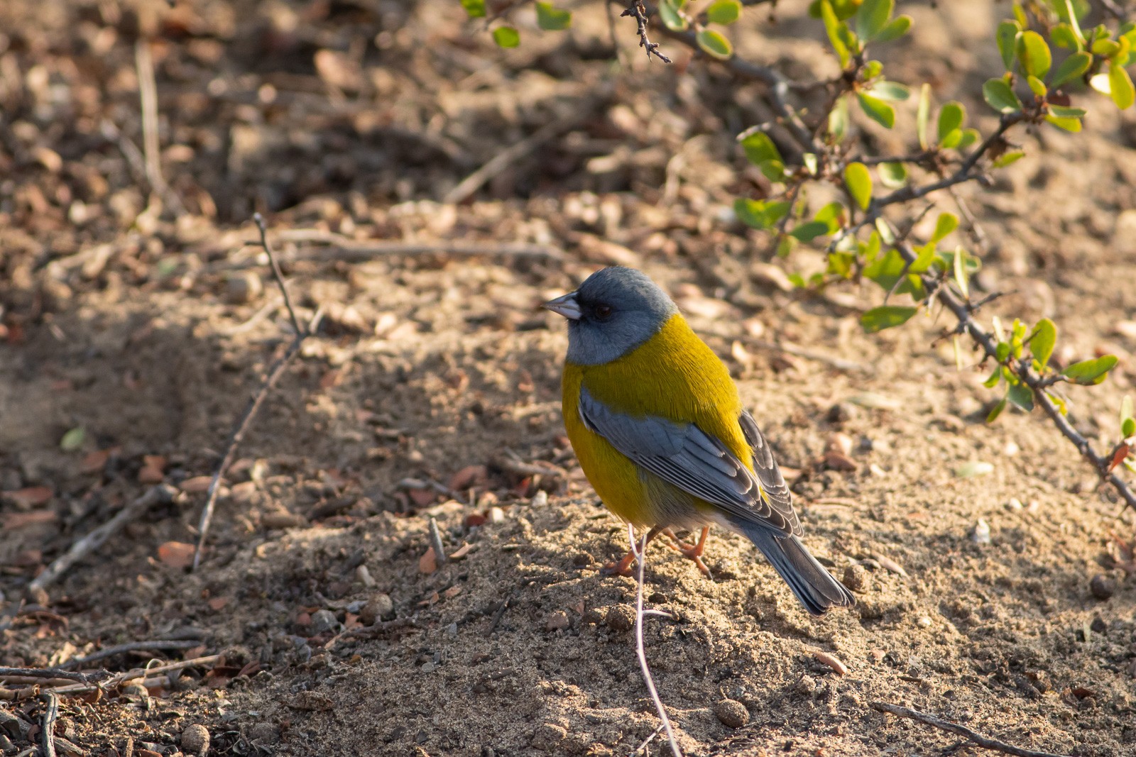 Gray-hooded Sierra Finch (minor) - eBird