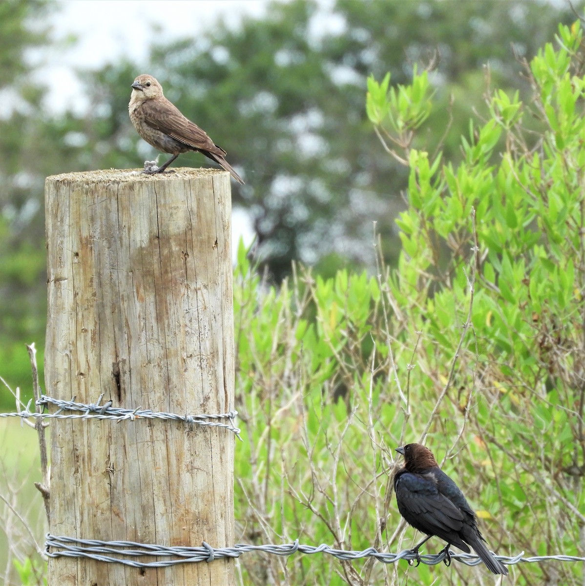eBird Checklist - 1 Jun 2021 - Galveston--Settegast Rd. (UTC 067) - 1 ...