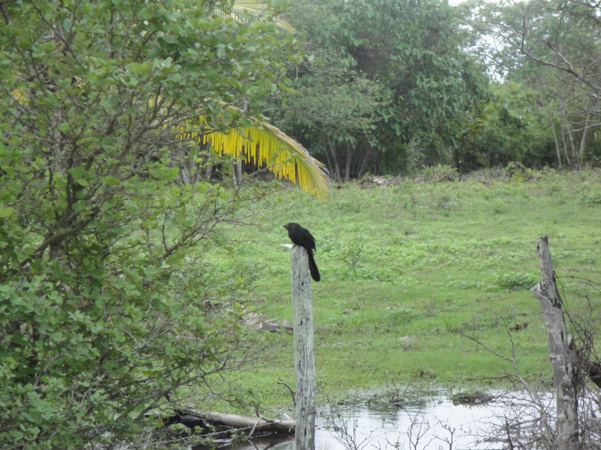 eBird Checklist - 20 Jun 2013 - Crooked Tree Wildlife Sanctuary - 44 ...