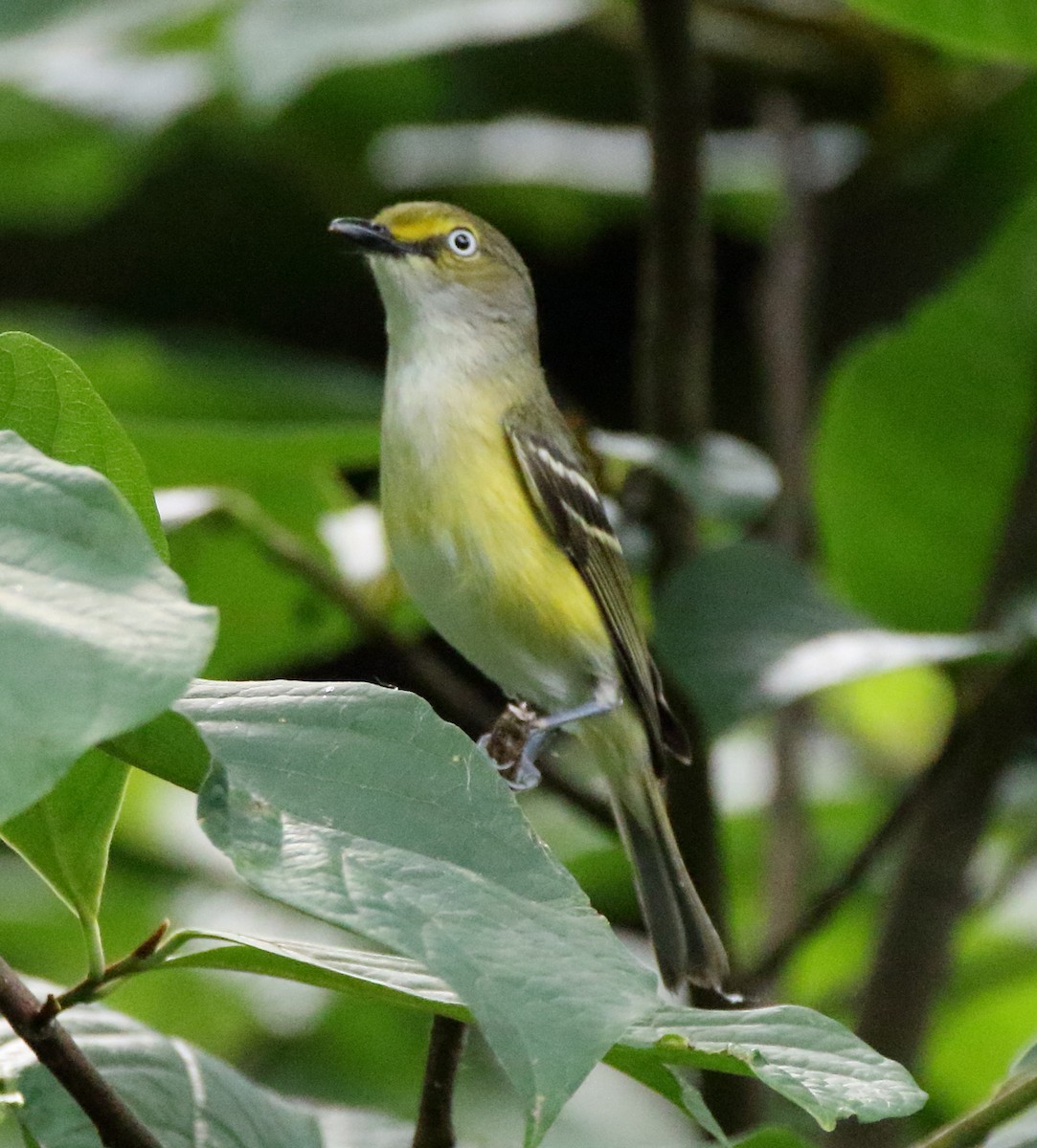 Maryland-DC Breeding Bird Atlas Checklist - 13 Jun 2022 - Elk Neck SP ...