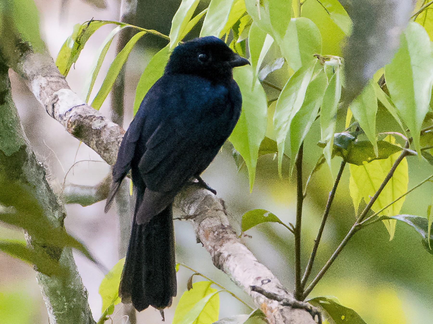 Drongo Fantail - eBird