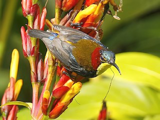Souimanga des Sangihe - eBird