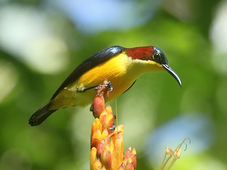 Elegant Sunbird - eBird
