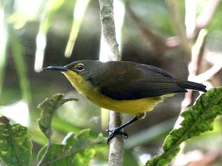 Elegant Sunbird - eBird