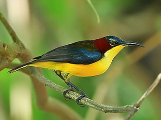 Elegant Sunbird - Aethopyga duyvenbodei - Birds of the World
