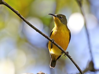 Elegant Sunbird - eBird