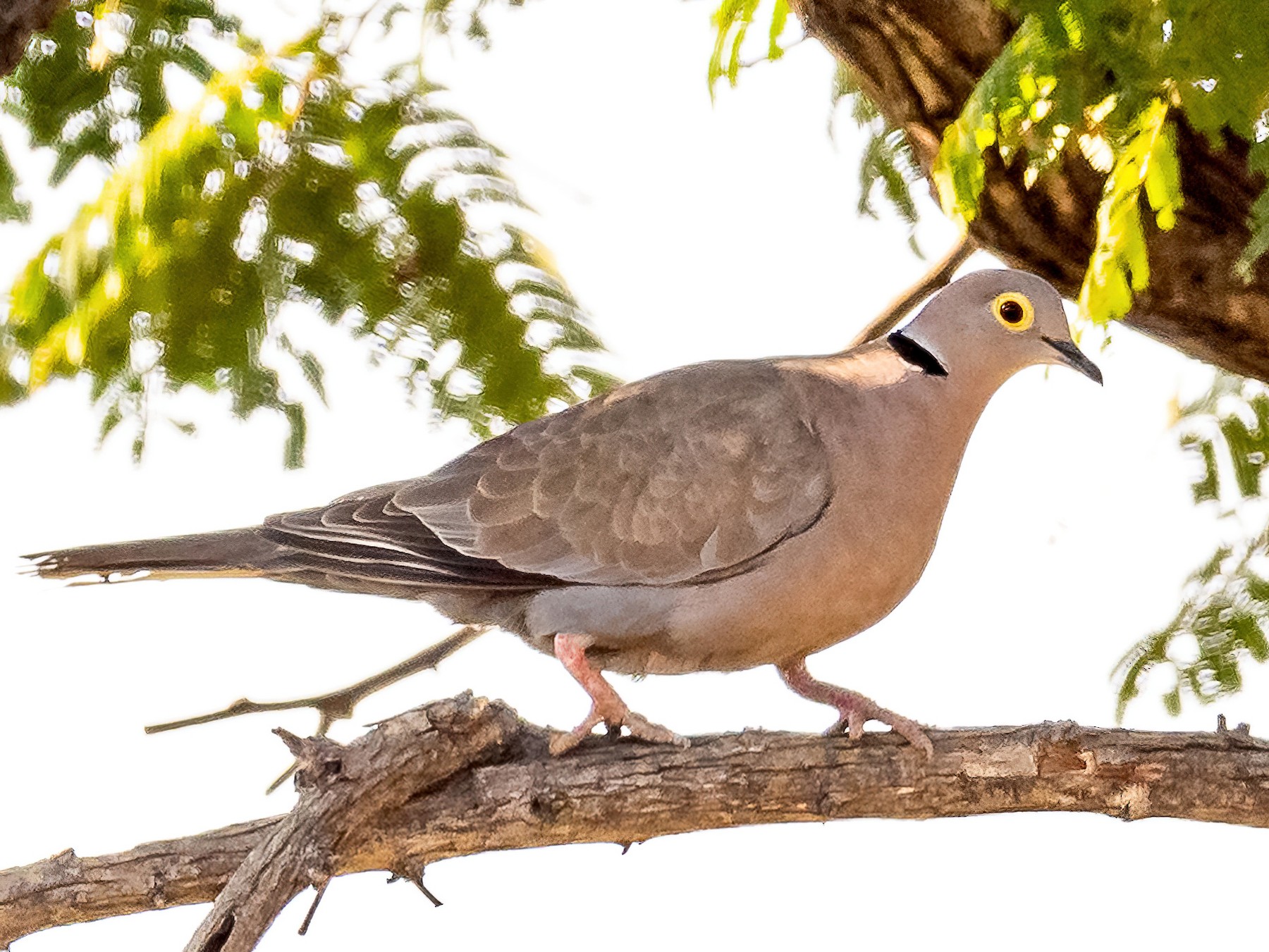 Eurasian Collared-Dove - eBird