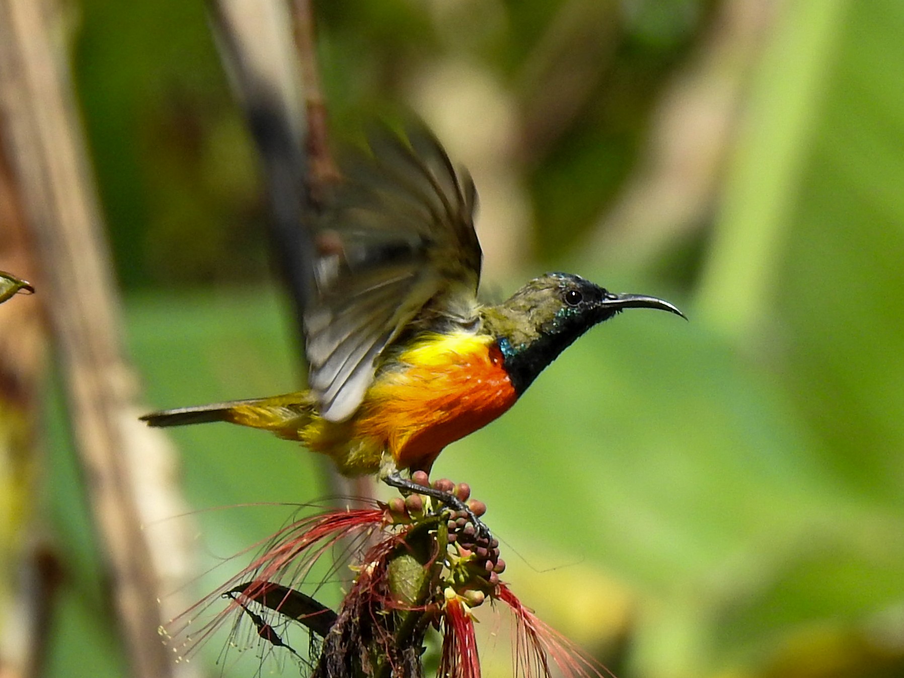 Flame-breasted Sunbird - eBird