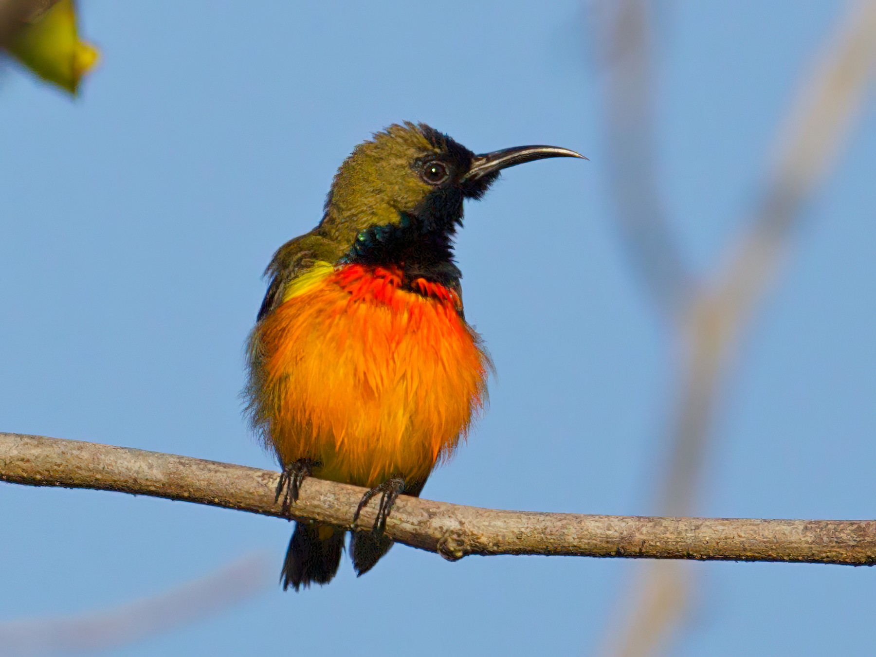 Burung-madu matari - eBird