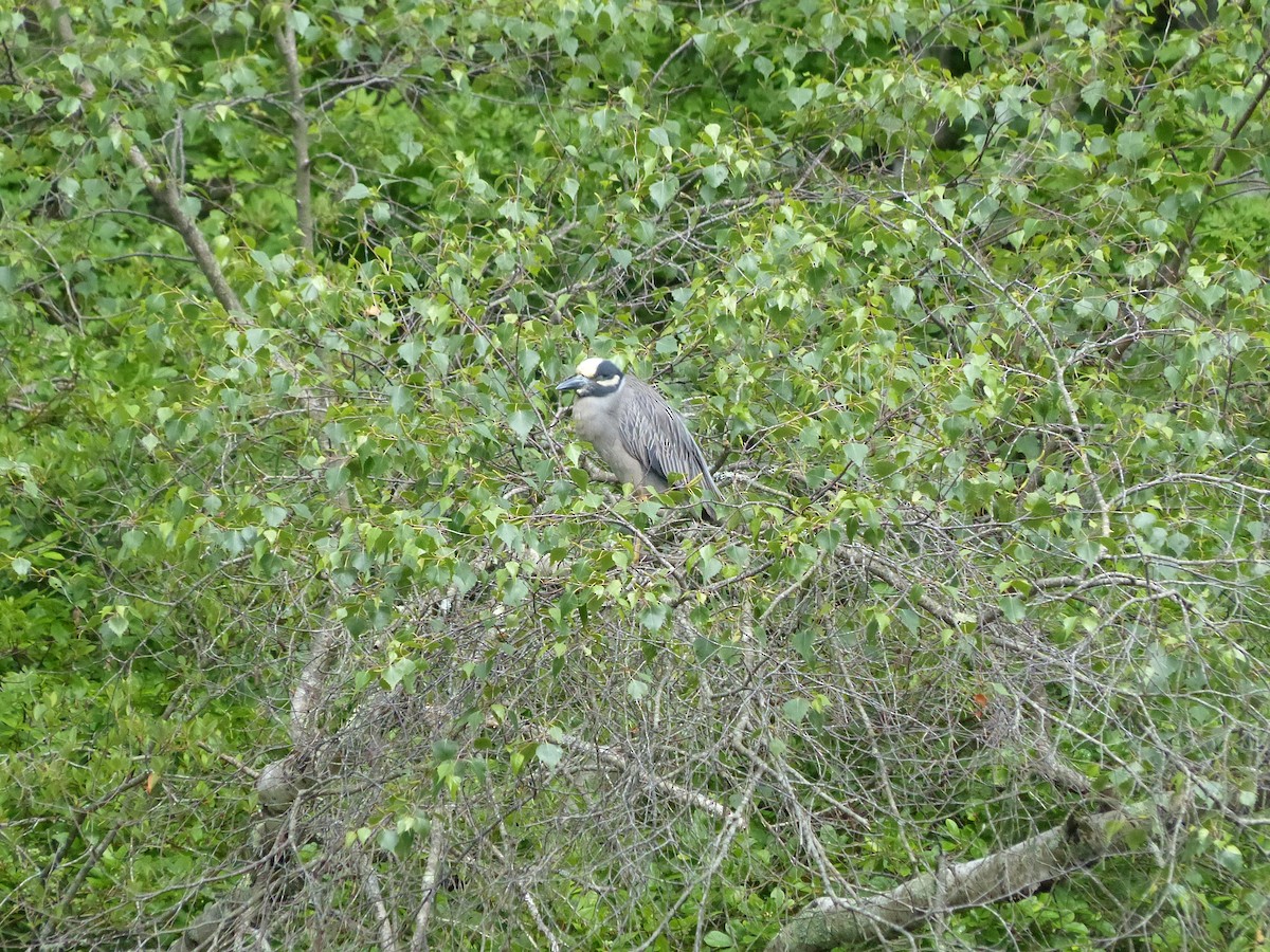 eBird Checklist - 13 Jun 2022 - Marblehead Neck Wildlife Sanctuary ...