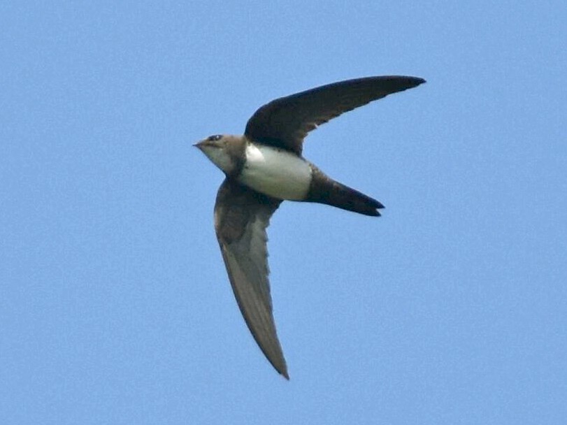 Alpine Swift - eBird