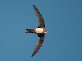 Alpine Swift - Abundance map: Post-breeding migration - eBird Status ...