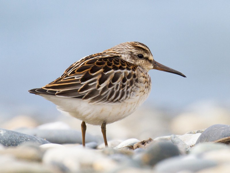 Broad-billed Sandpiper - eBird
