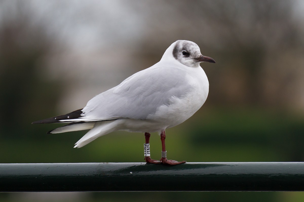 eBird Checklist - 19 Jan 2017 - Southport Marine Lake - 23 species (+1 ...