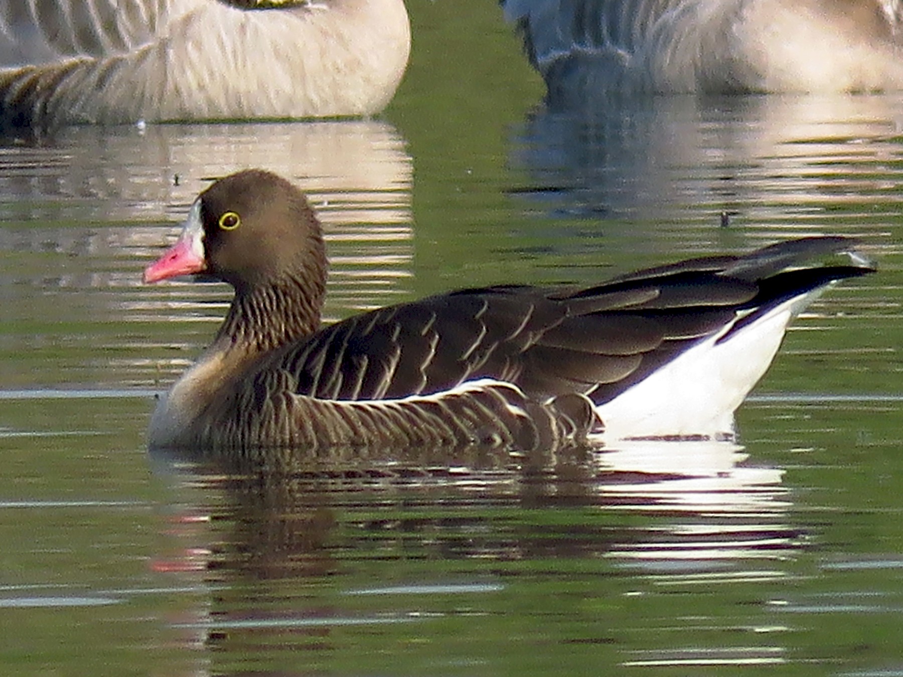 Lesser White-fronted Goose - eBird