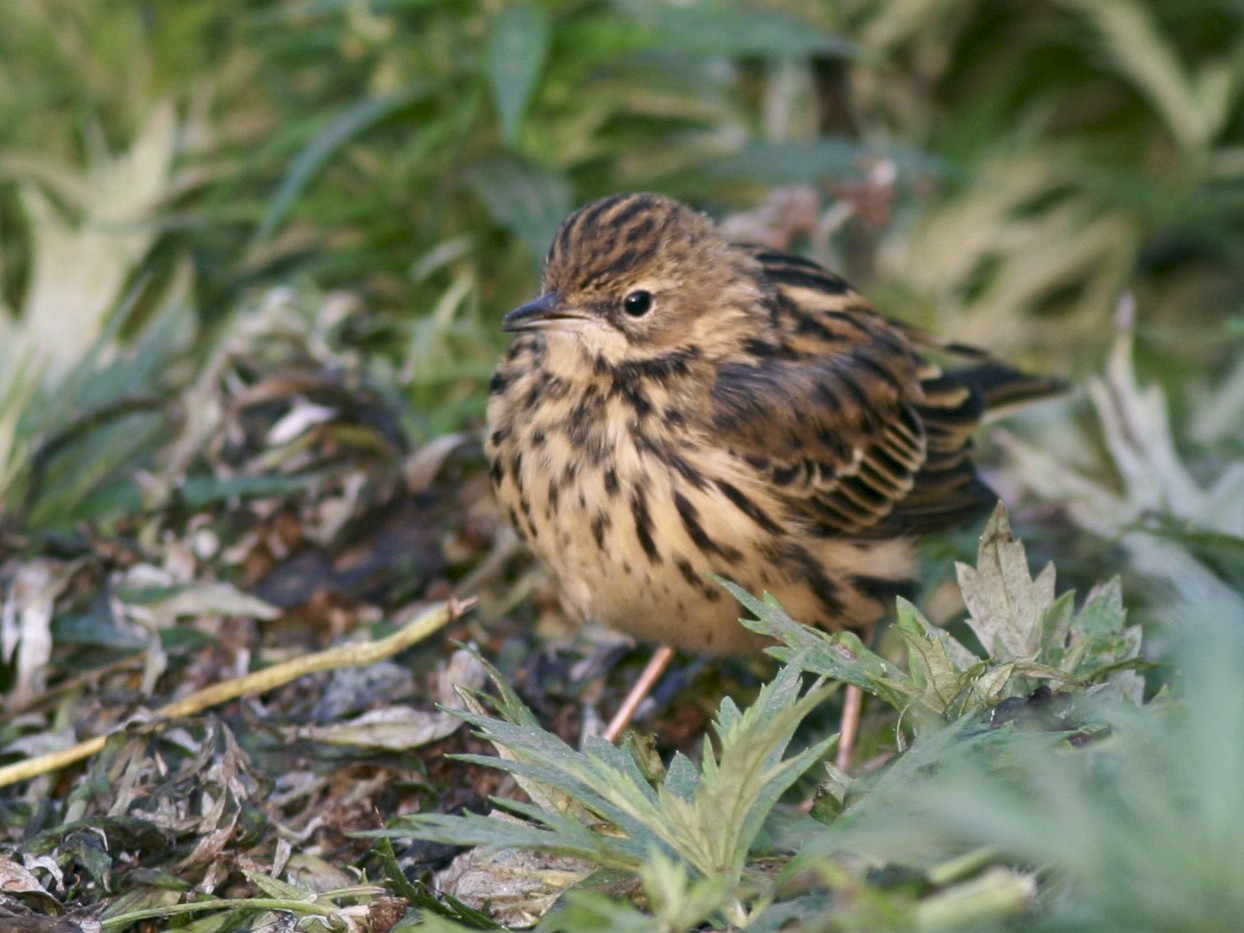 Red-throated Pipit - eBird