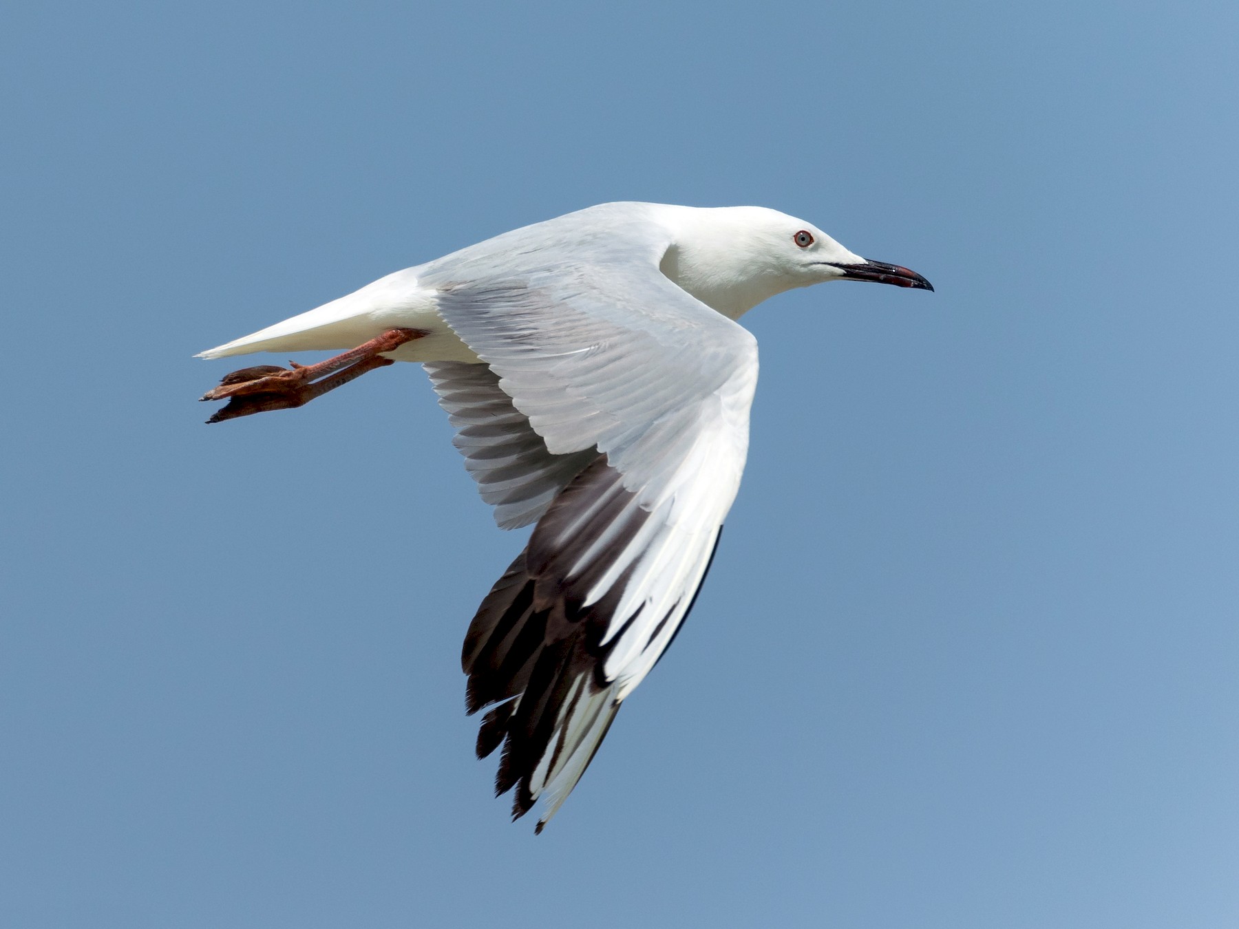 Slender-billed Gull - eBird