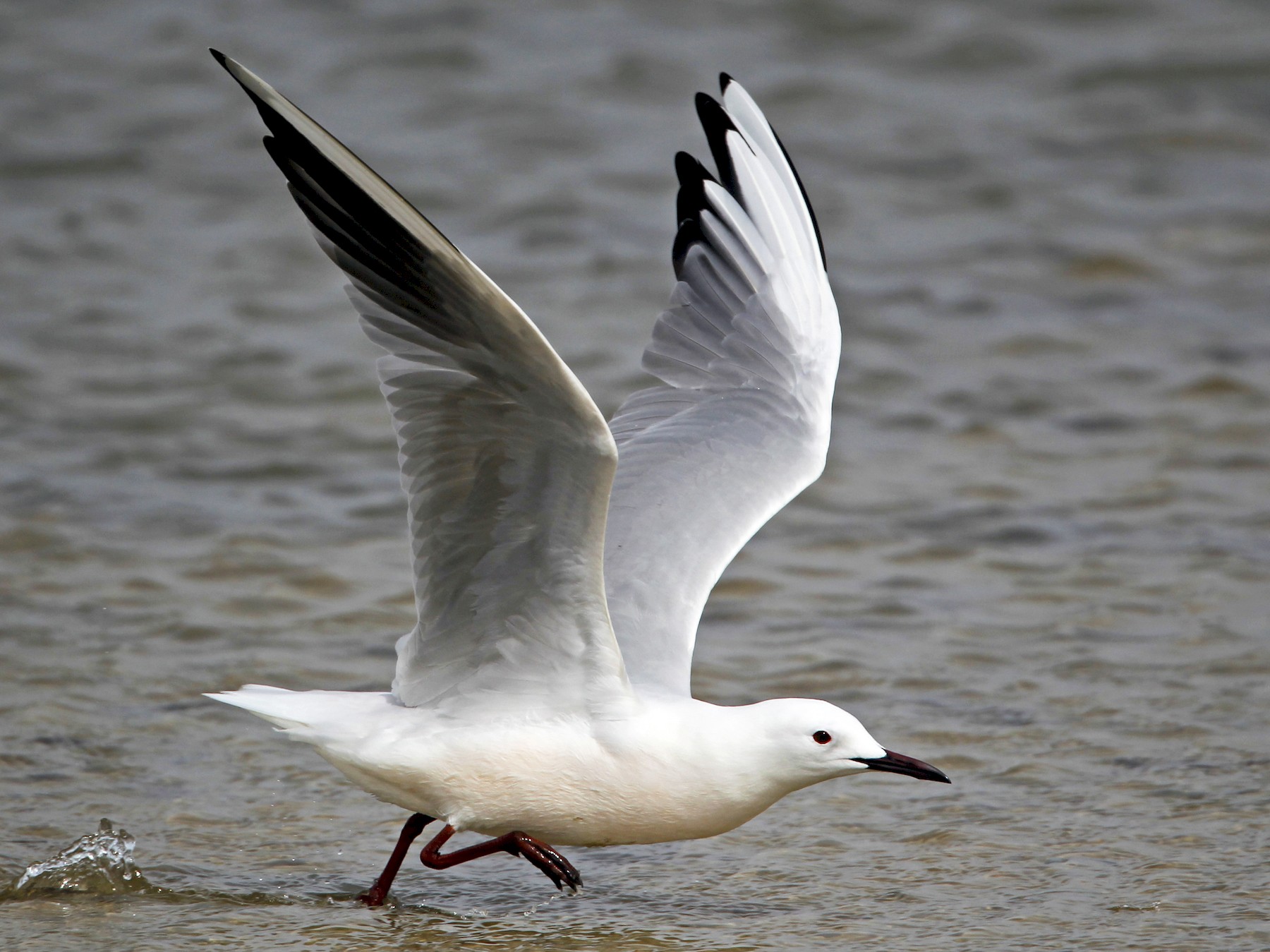 Slender-billed Gull - eBird