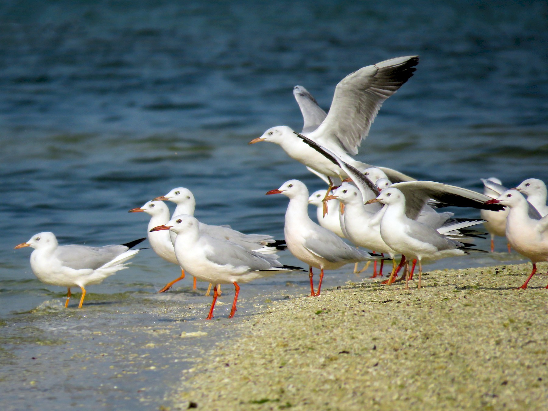 Slender-billed Gull - eBird