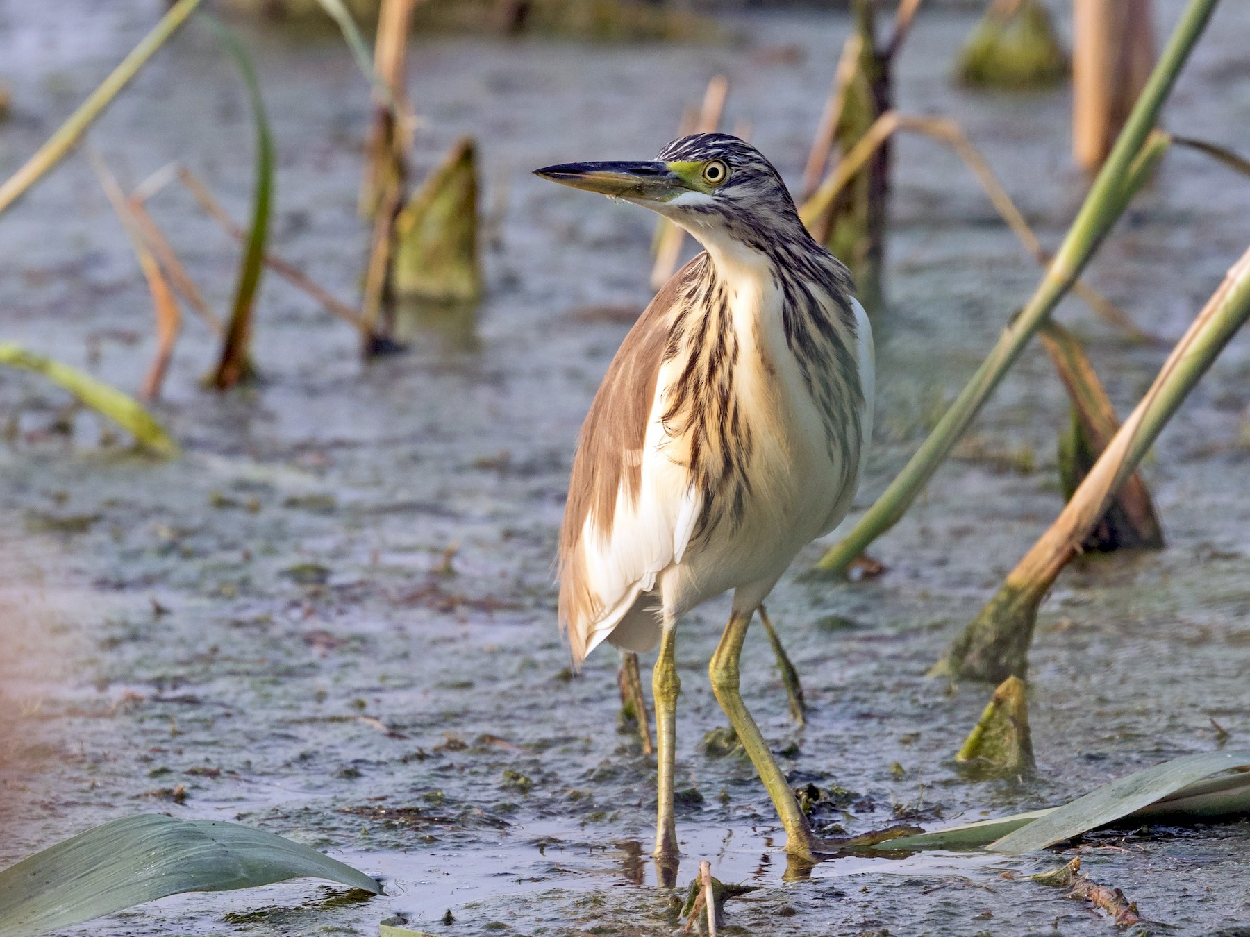 Squacco Heron - eBird