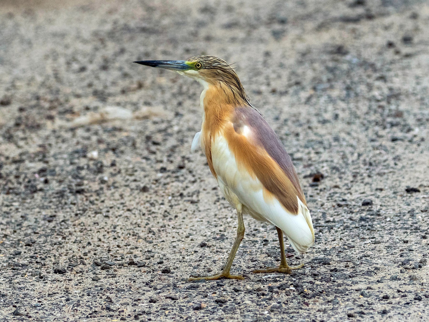 Squacco Heron - eBird